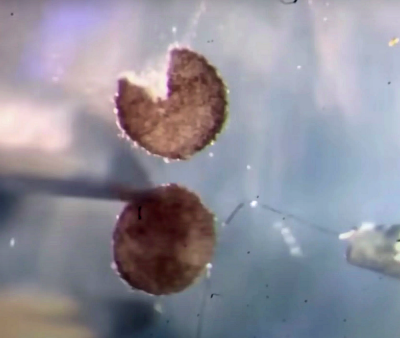 XENOBOT Gene-Edited “Packman Living Robot” Frog Cells Reproduce ...